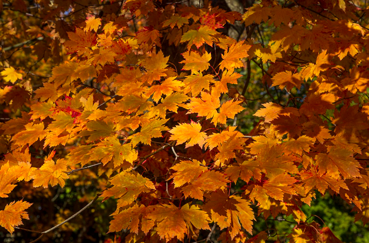 10 Best Places to See Autumn Leaves in Australia (Best Time & Foliage ...